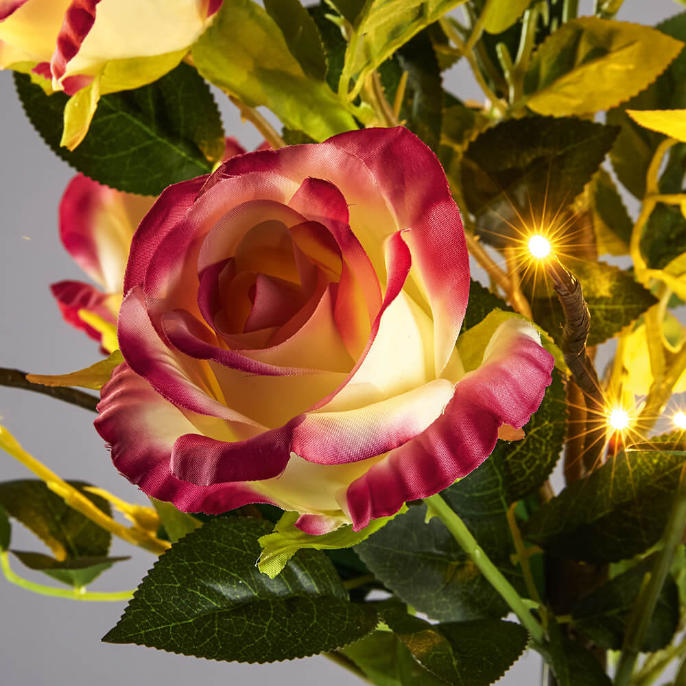 Grote rozenstruik met ledverlichting | EUROtops.nl